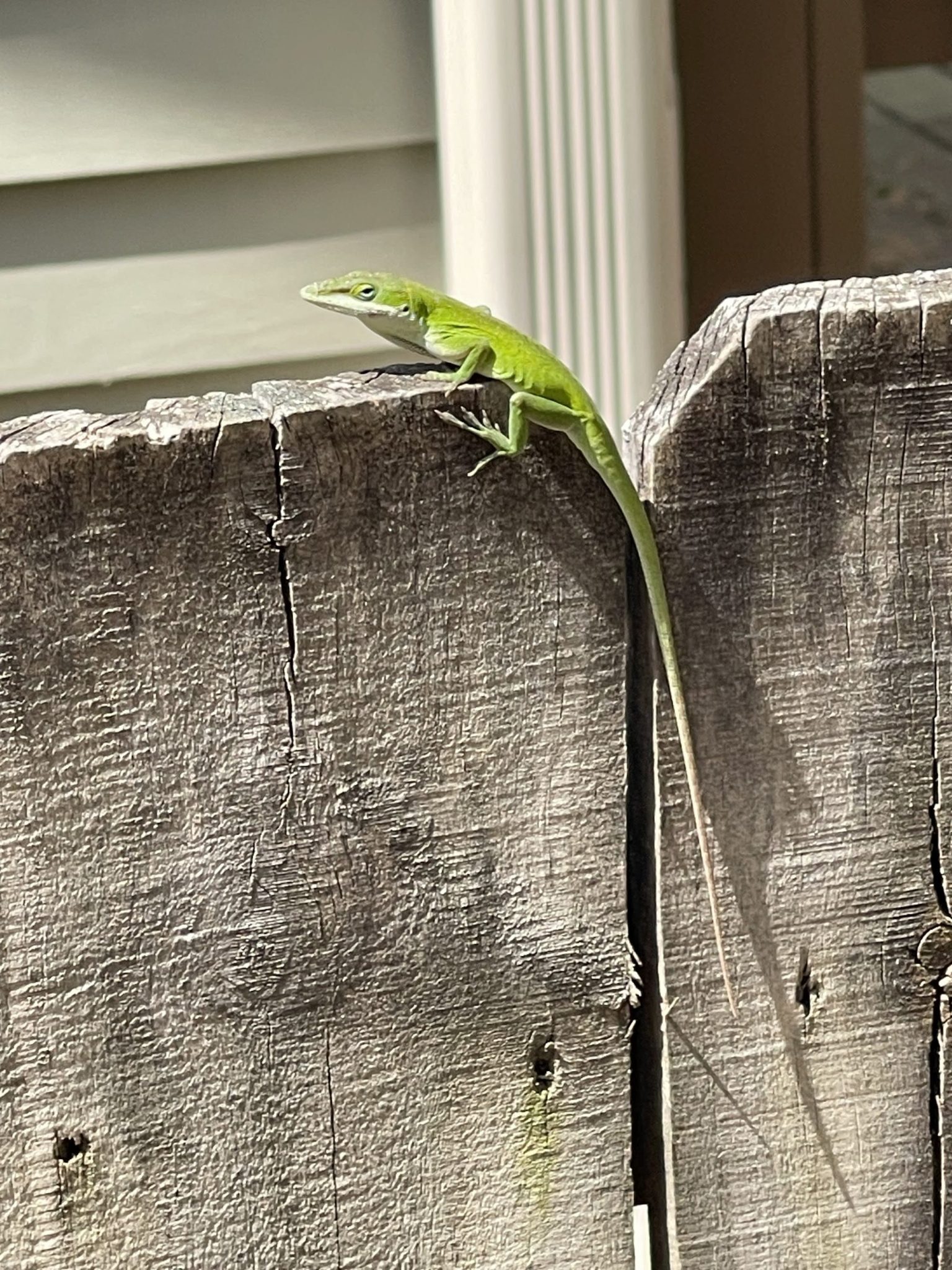 Green Anoles – The Porch Press
